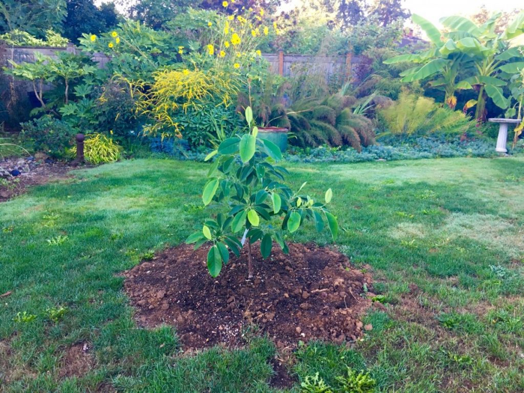 Magnolias maudiae aka Smiling Monkey Forest Tree - Plant Lust: The ...