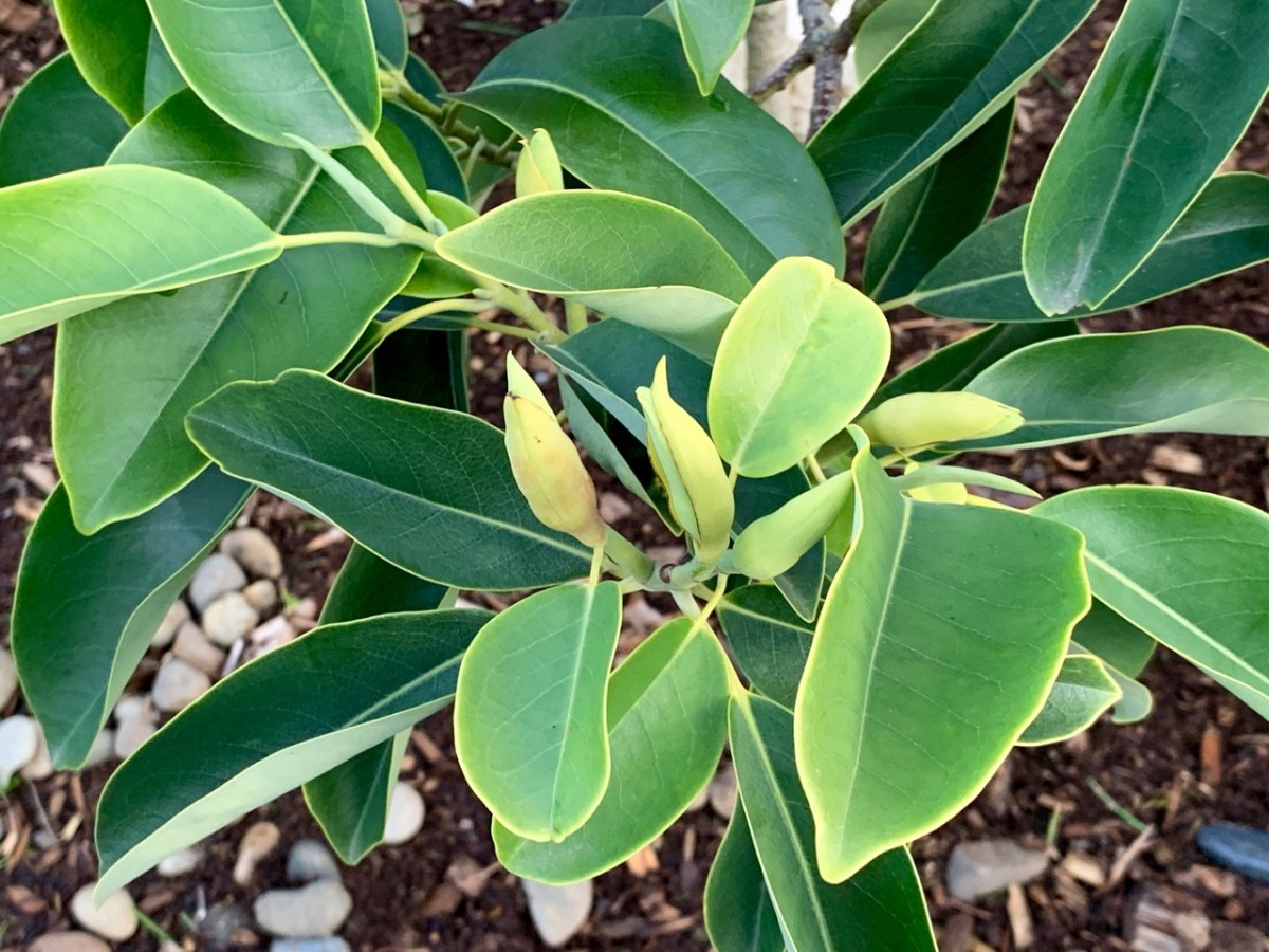 Magnolias maudiae aka Smiling Monkey Forest Tree - Plant Lust: The ...
