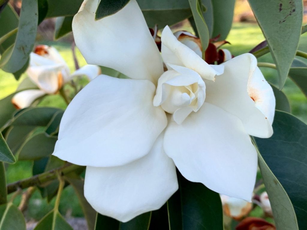 Magnolias maudiae aka Smiling Monkey Forest Tree - Plant Lust: The ...