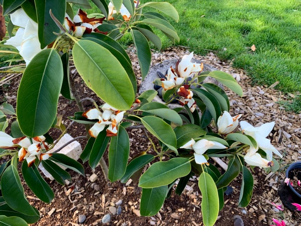 Magnolias maudiae aka Smiling Monkey Forest Tree - Plant Lust: The ...