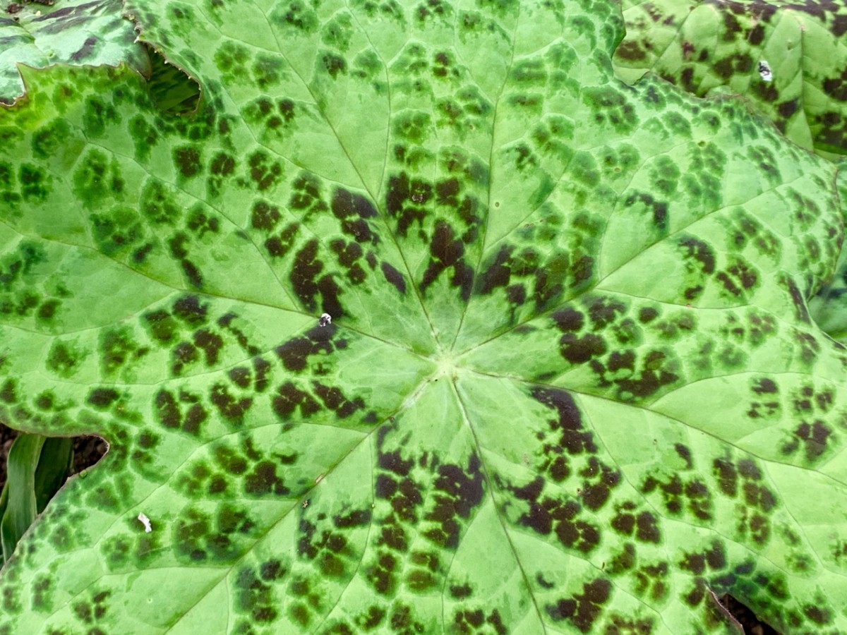 plant lust list: Podophyllum 'Spotty Dotty' - Plant Lust