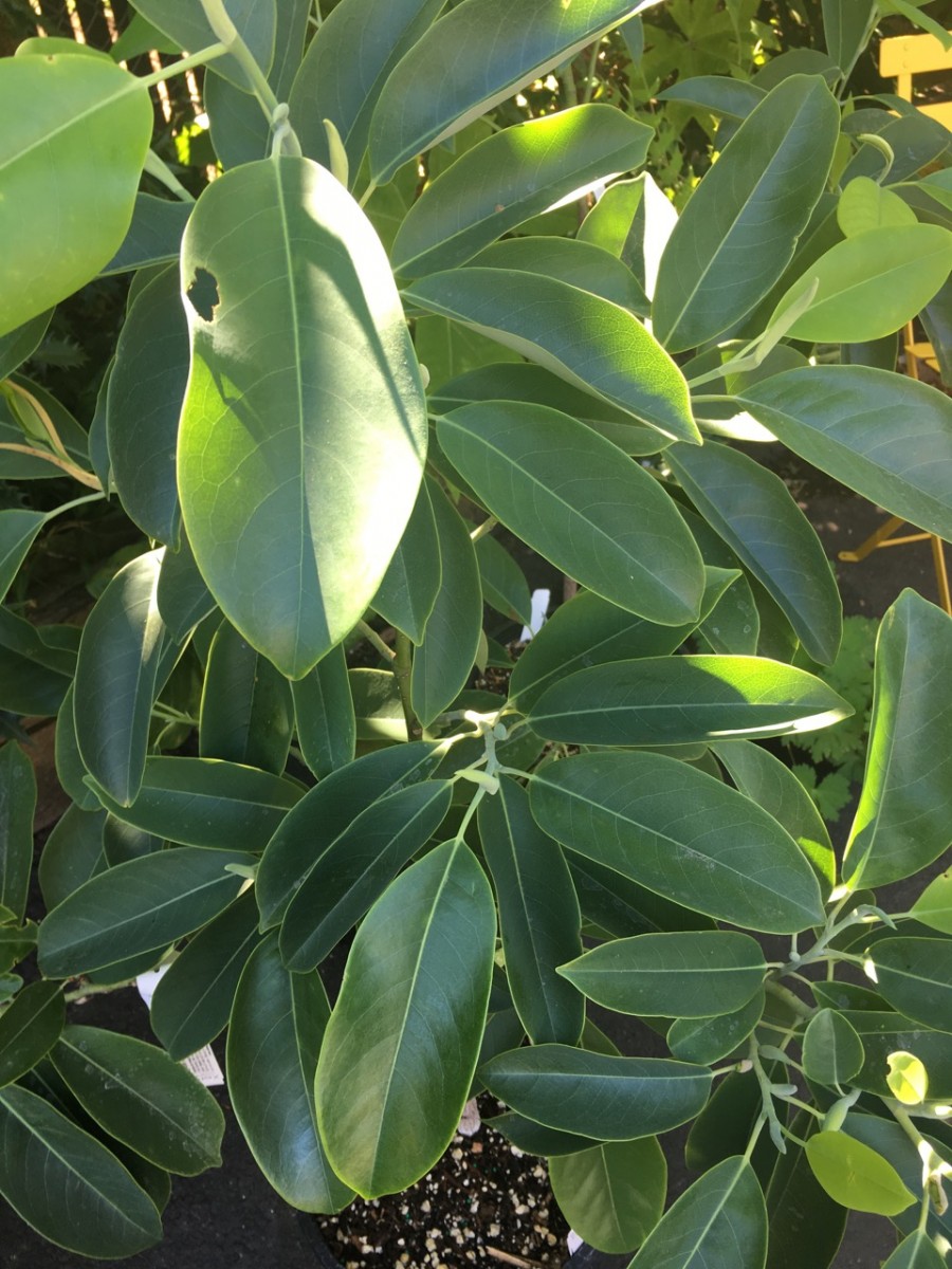 Magnolias maudiae aka Smiling Monkey Forest Tree - Plant Lust