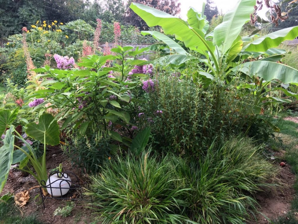 Magnolias maudiae aka Smiling Monkey Forest Tree - Plant Lust: The ...