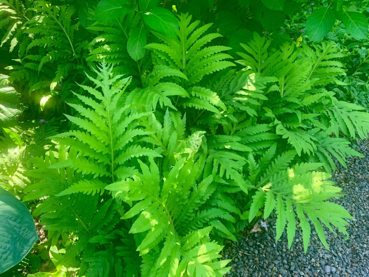 open garden season: Hardy Plant Society of Oregon - Plant Lust: The ...