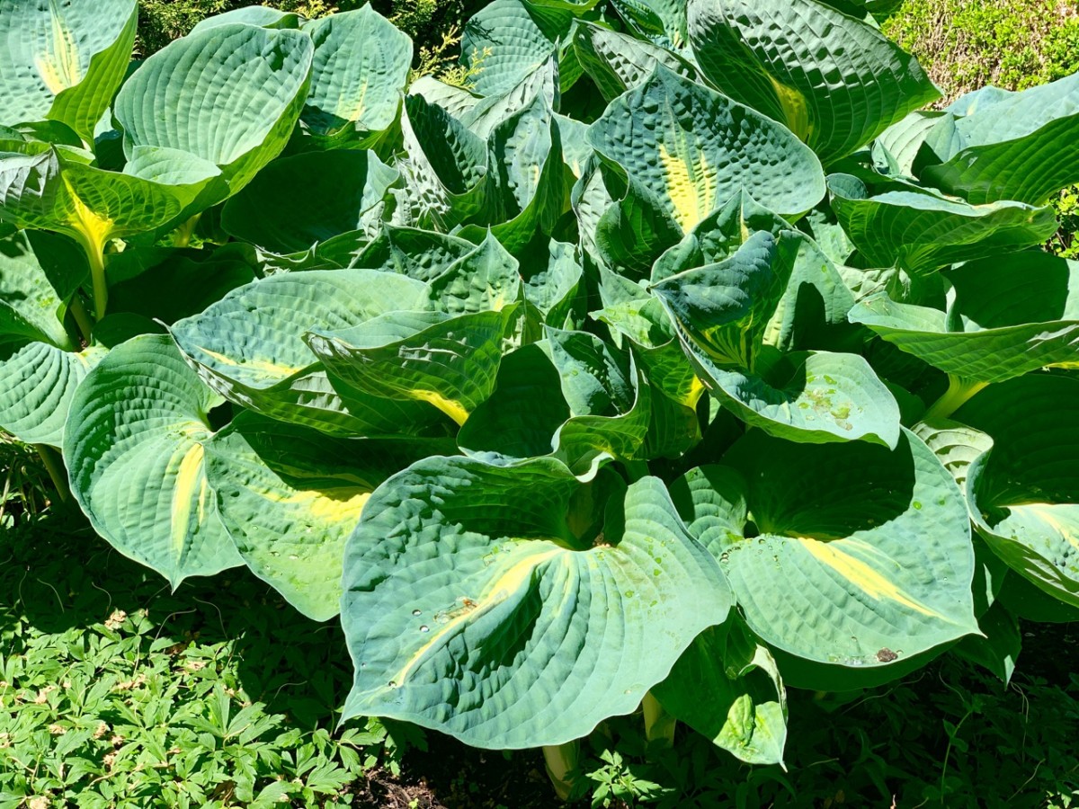 open garden season: Hardy Plant Society of Oregon - Plant Lust: The ...
