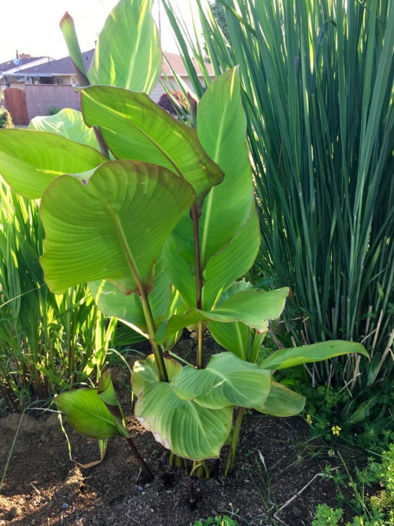 plant lust list: Canna musafolia - Plant Lust: The Editorial Side
