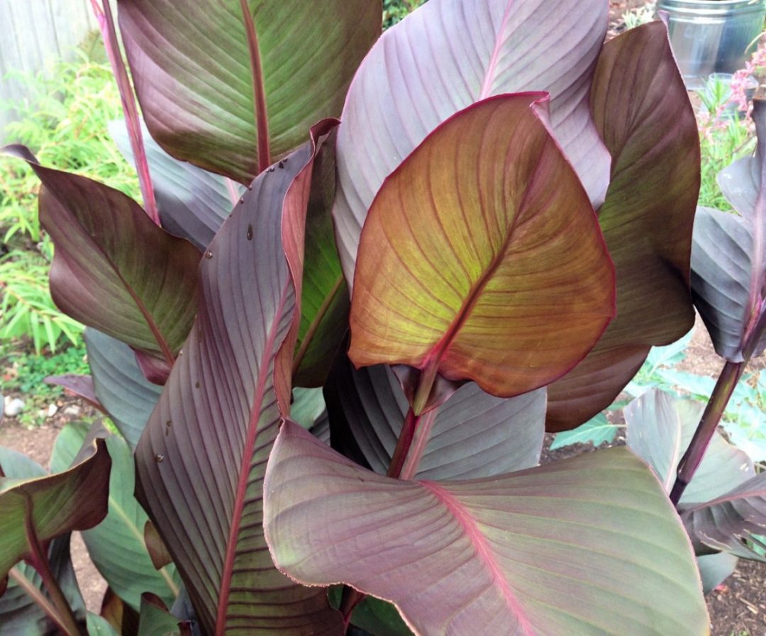 plant lust list: Canna musafolia - Plant Lust: The Editorial Side