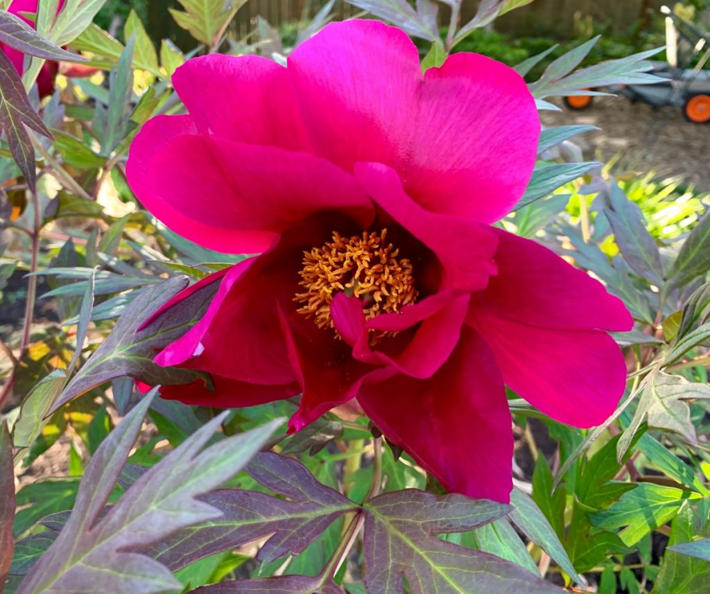 plant lust list: Lobelia tupa aka Devil's Tobacco - Plant Lust: The ...