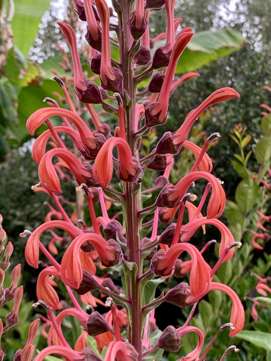 plant lust list: Lobelia tupa aka Devil's Tobacco - Plant Lust: The ...