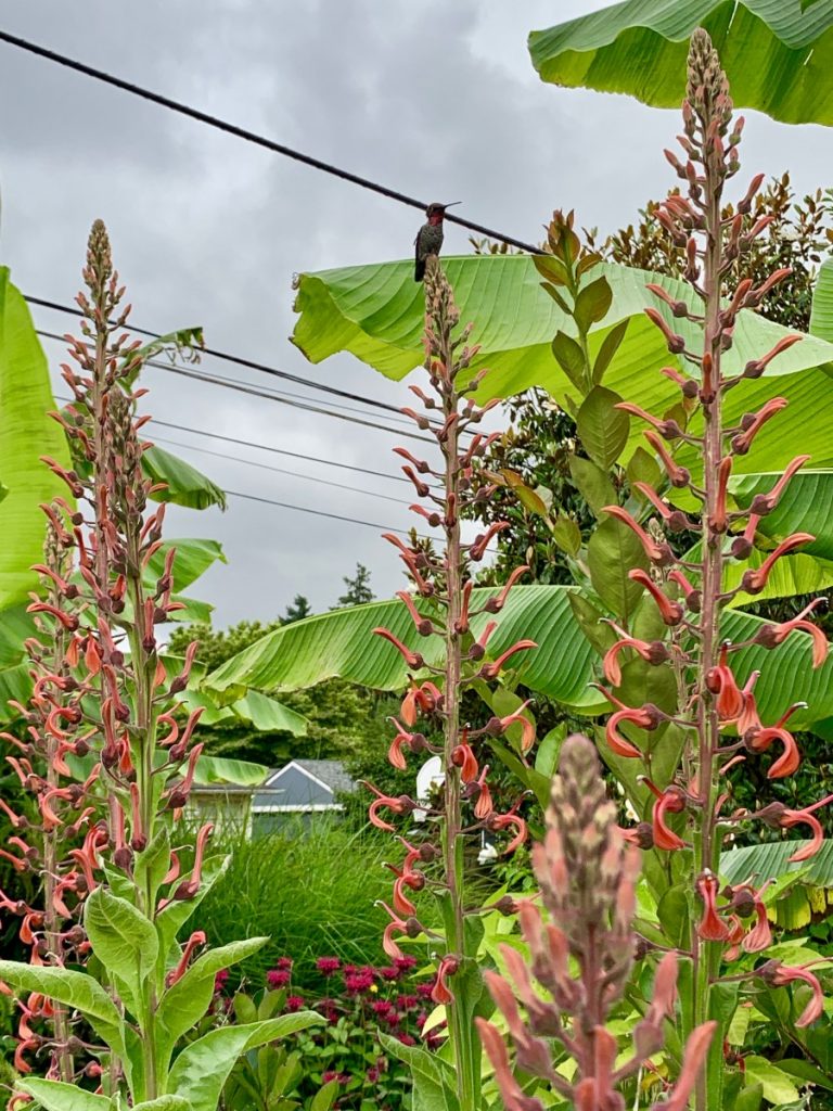 plant lust list: Lobelia tupa aka Devil's Tobacco - Plant Lust: The ...