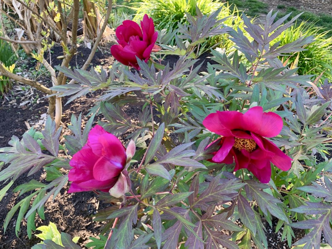 plant lust list: Lobelia tupa aka Devil's Tobacco - Plant Lust: The ...