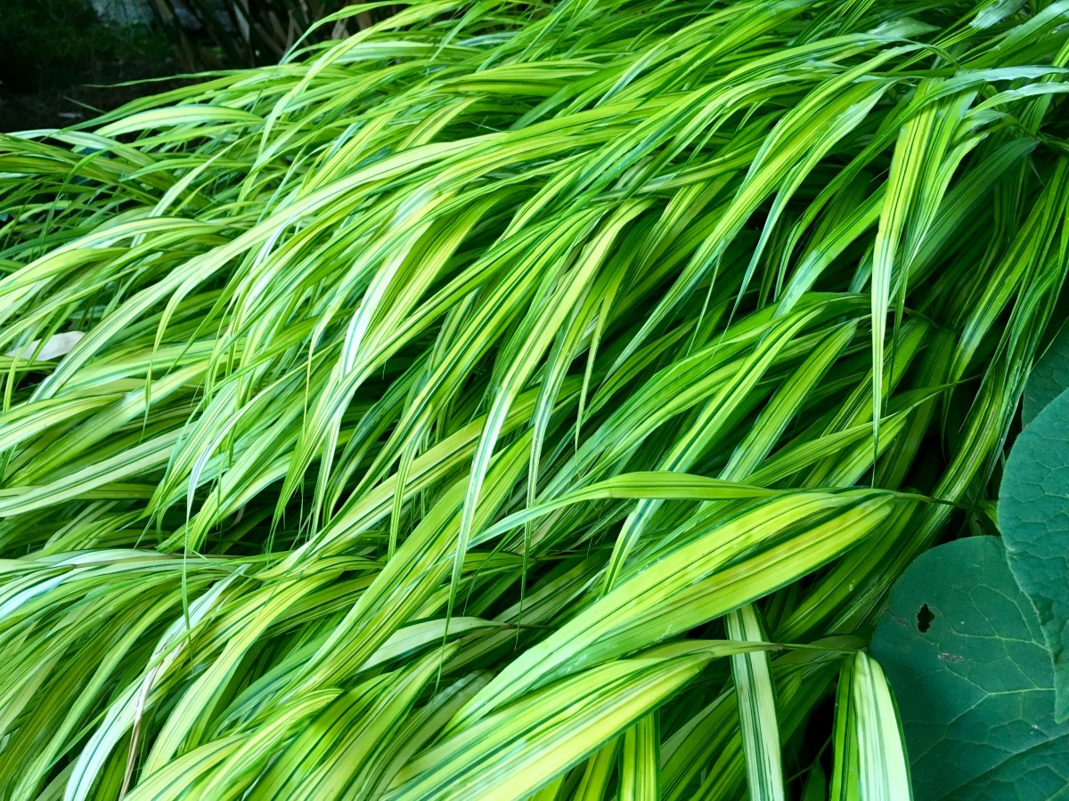 Plants to Tuck In, Well... - Plant Lust: The Editorial Side